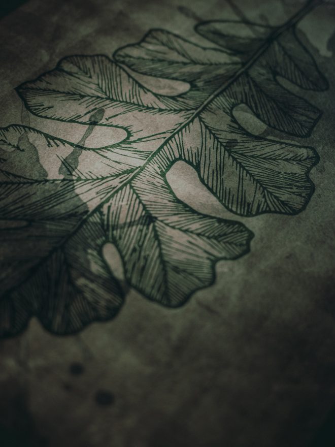 evolucionismo – sofia dinis